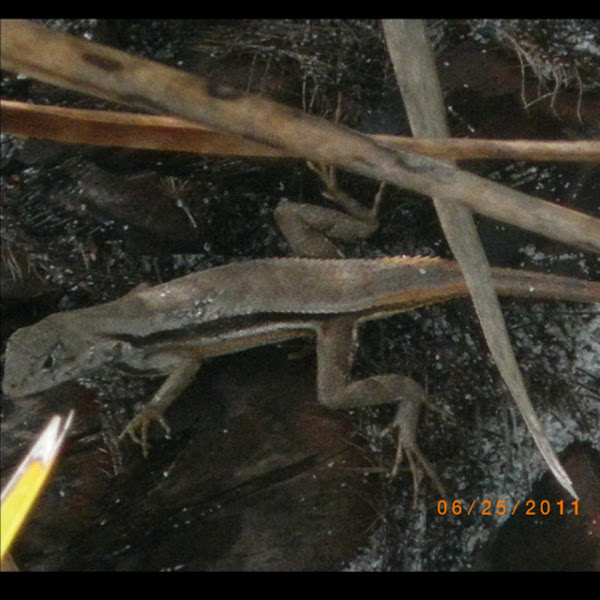 Florida scrub lizard | Project Noah