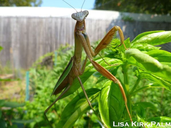 Praying Mantis | Project Noah