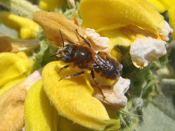 Leafcutter bee. Abeja cortadora de hojas. | Project Noah