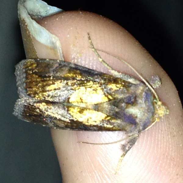 Golden Looper moth | Project Noah