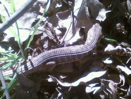 California Alligator Lizard??? | Project Noah