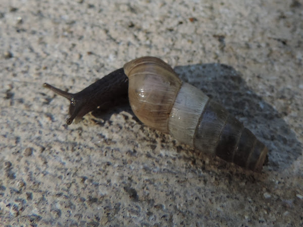 Decollate Snail | Project Noah