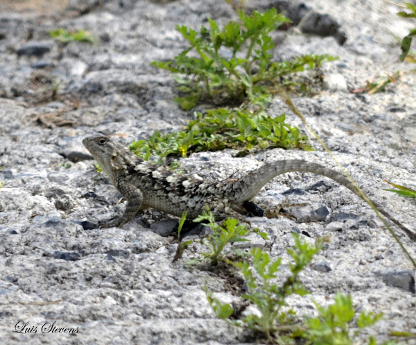 Texas spiny lizard | Project Noah