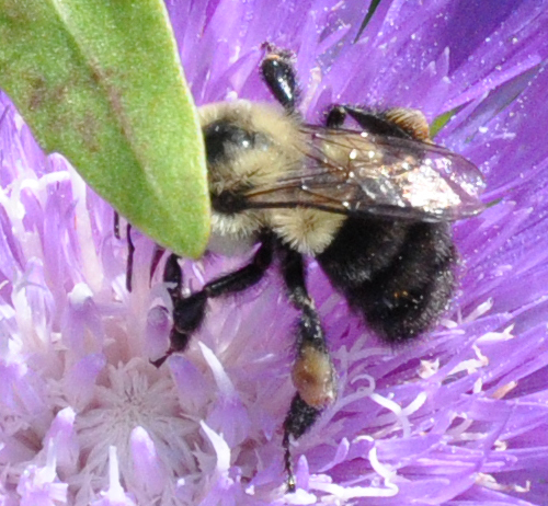 Common Eastern Bumblebee | Project Noah
