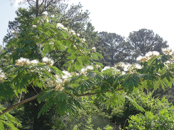 Silk Tree ("Mimosa") | Project Noah
