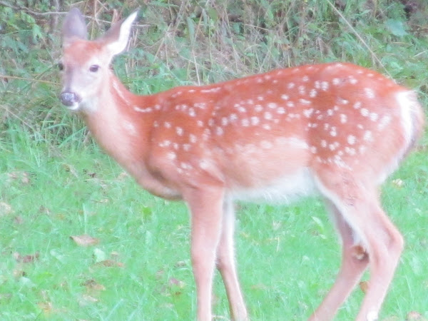 White-Tailed Deer fawn | Project Noah