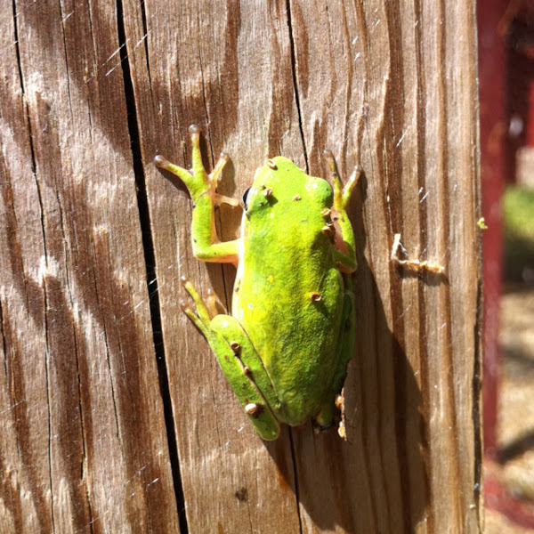 Green Treefrog | Project Noah