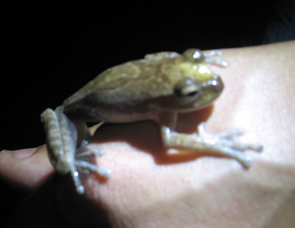 Drab Treefrog | Project Noah