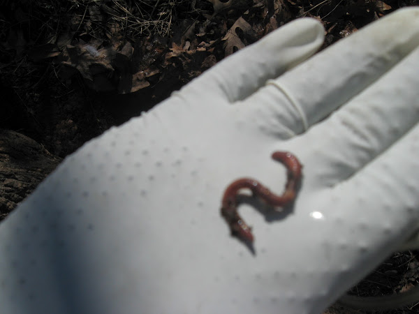 WORMS | Project Noah