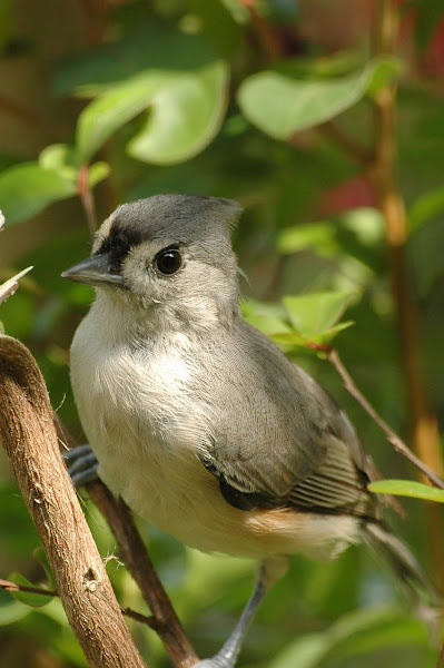 Tufted Titmouse | Project Noah