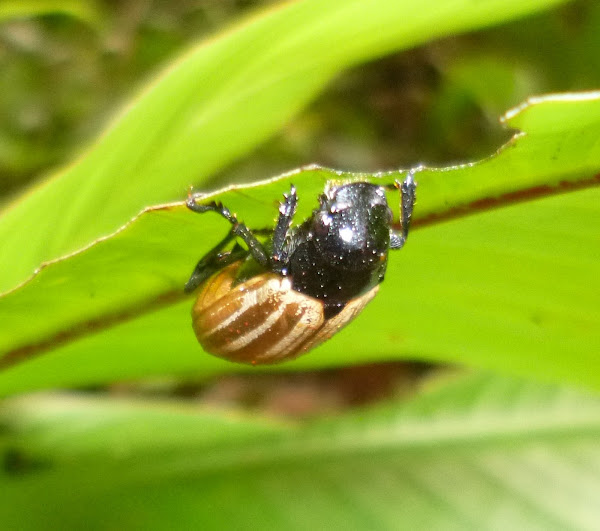 Yellow Beetle | Project Noah