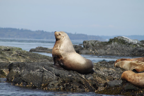 Steller Sea Lion | Project Noah