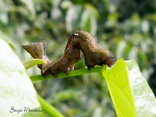 Fruit piercing moth (larva) | Project Noah