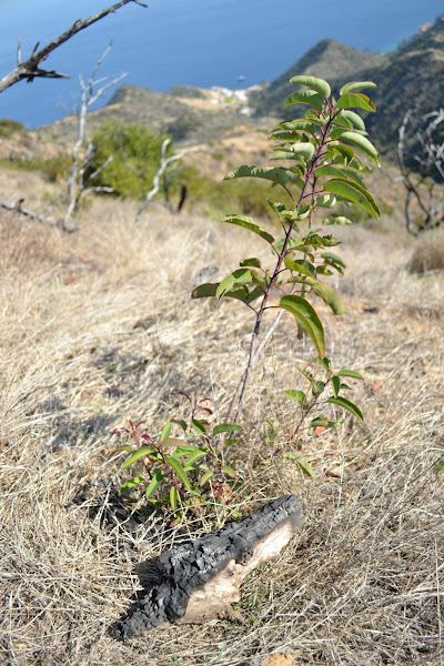 Laurel Sumac | Project Noah