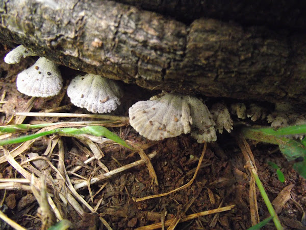 Split gill fungus | Project Noah
