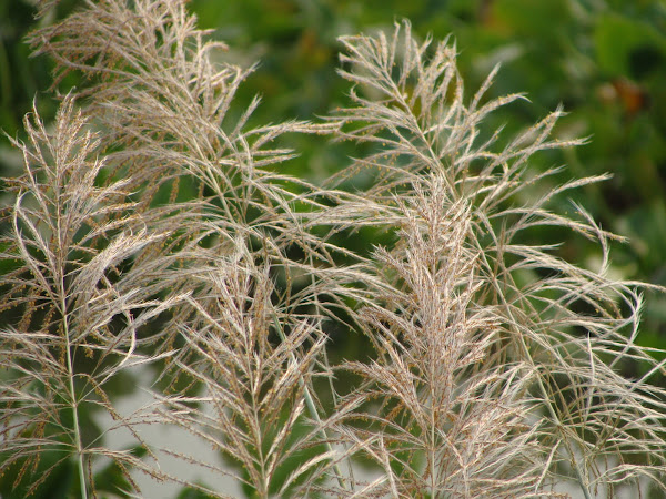 foxtail (plant) | Project Noah