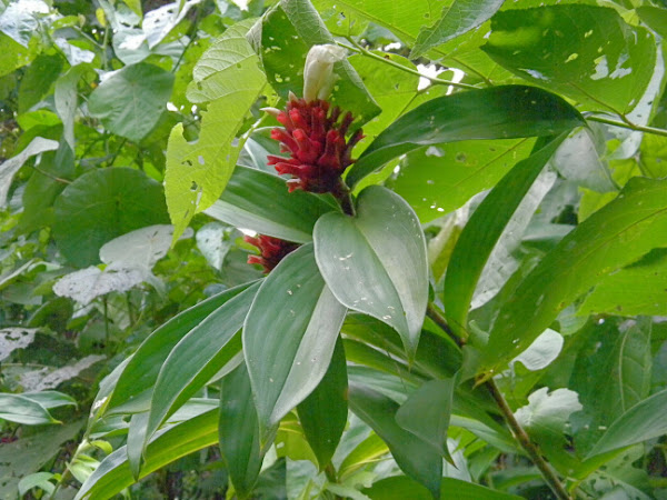 crepe ginger, Malay ginger, spiral ginger | Project Noah