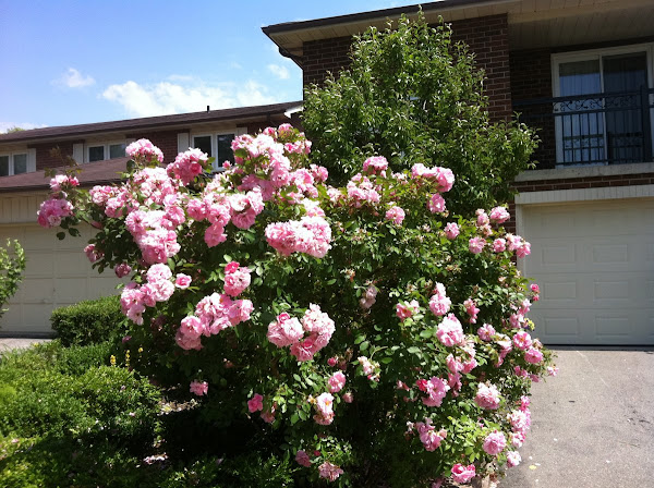 Rose Shrub: Pink | Project Noah