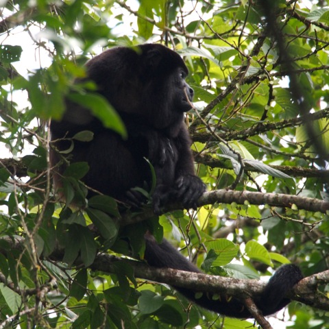 Howler Monkey | Project Noah