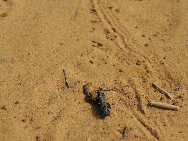 Ground beetle larva | Project Noah