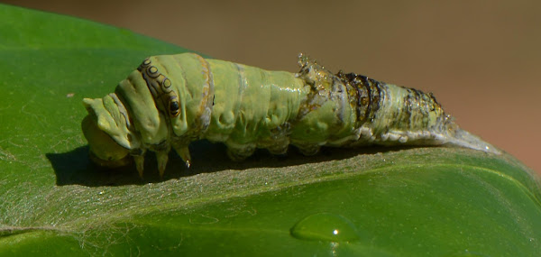 Swallowtail Larvae | Project Noah