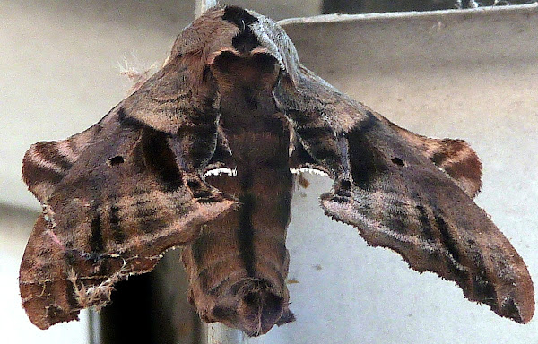 Blinded Sphinx Moth | Project Noah