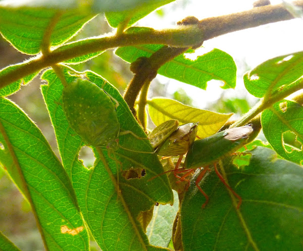 Camouflaged Stink Bugs | Project Noah