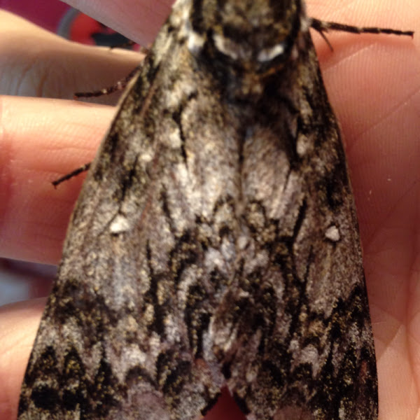 Waved sphinx moth | Project Noah