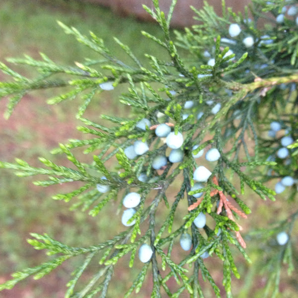 Red cedar | Project Noah