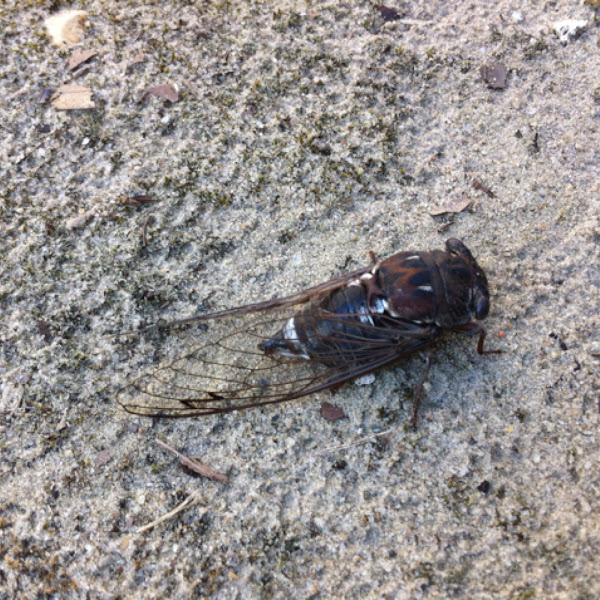 Cicada | Project Noah