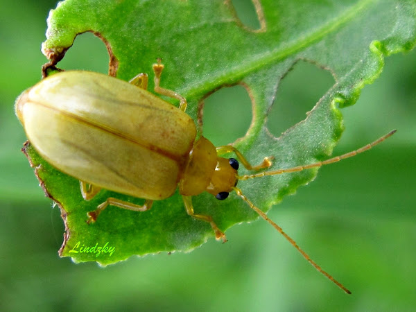 Leaf Beetles | Project Noah