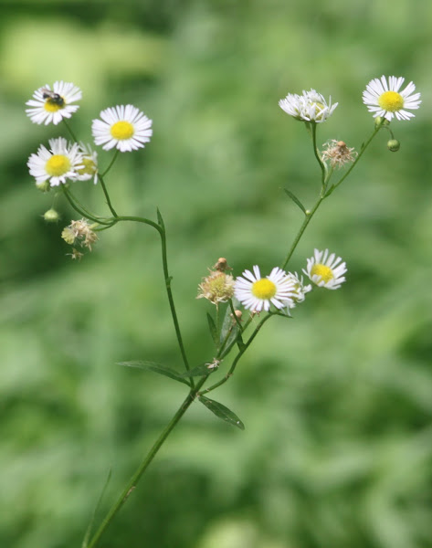 Hairy Aster | Project Noah