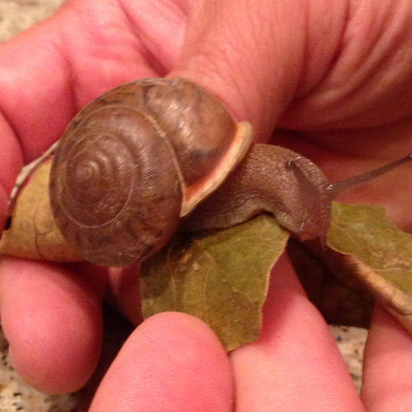 Snail | Project Noah