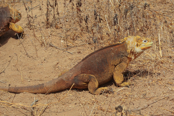 Galapagos Land Iguana | Project Noah