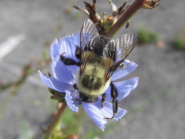 Common Eastern Bumble Bee | Project Noah