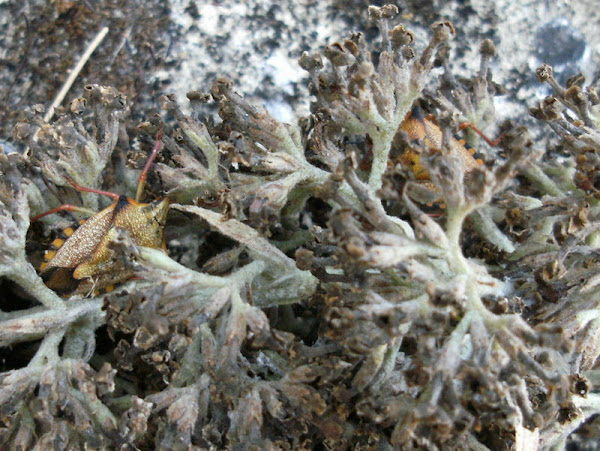 Sloe bug | Project Noah