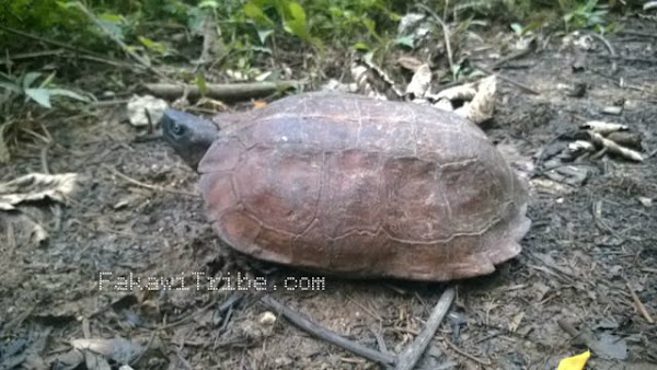 Asian Forest Tortoise | Project Noah