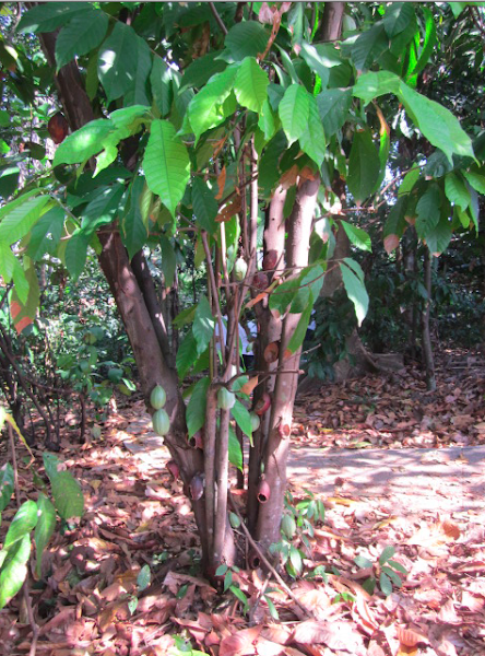 Cocoa | Project Noah