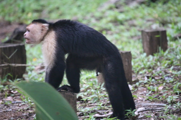 Capuchin Monkey | Project Noah