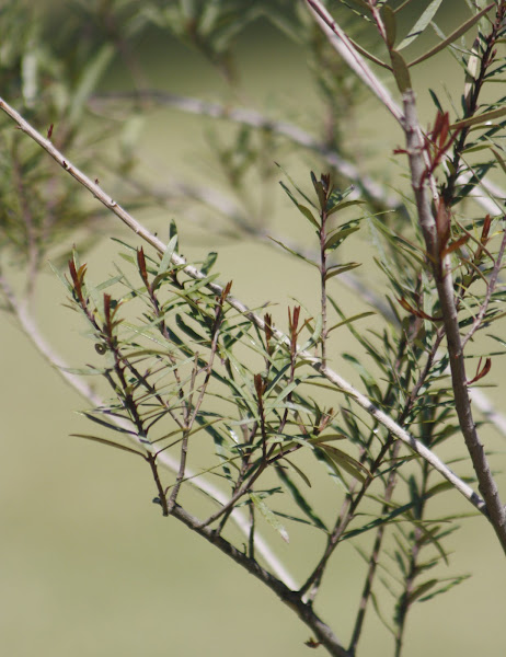 Arrayancillo | Project Noah