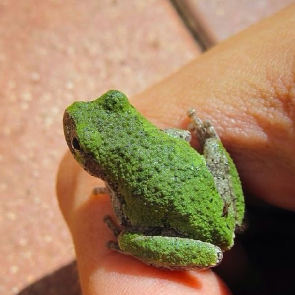 Cope's Gray Tree Frog | Project Noah