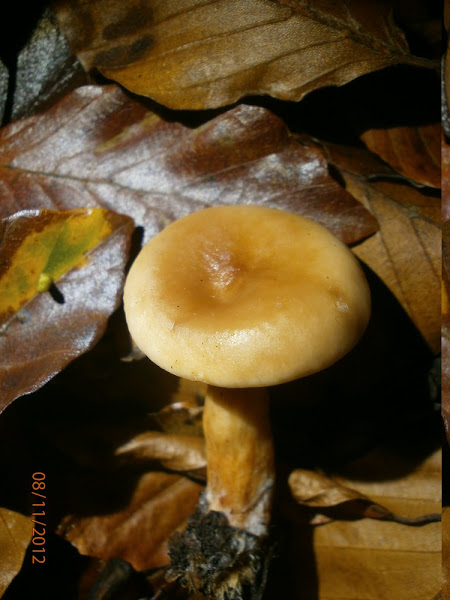 Mild Milkcap? | Project Noah