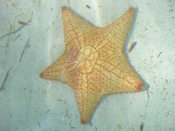 Cushion Starfish | Project Noah