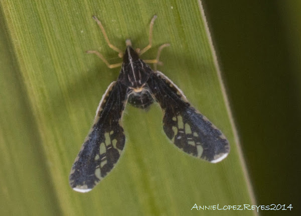 Derbid planthopper | Project Noah