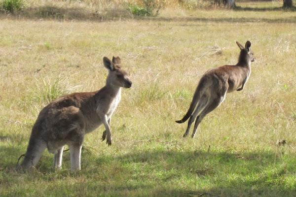 Eastern Grey Kangaroo | Project Noah