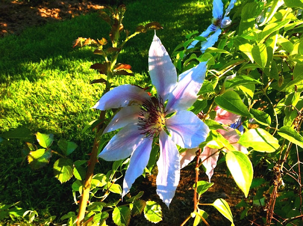 Clematis "Nelly Moser" | Project Noah