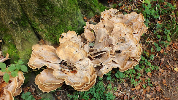 Giant polypore | Project Noah