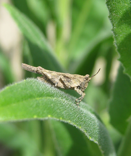 Grasshopper nymph | Project Noah