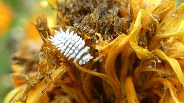 Mealy bug ? | Project Noah