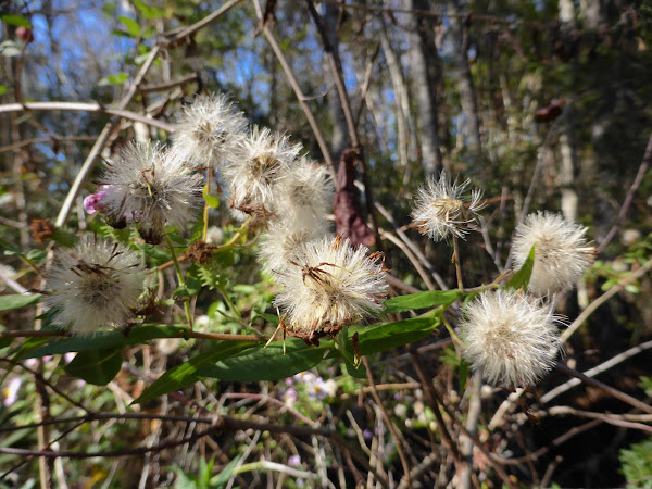 Climbing Aster | Project Noah